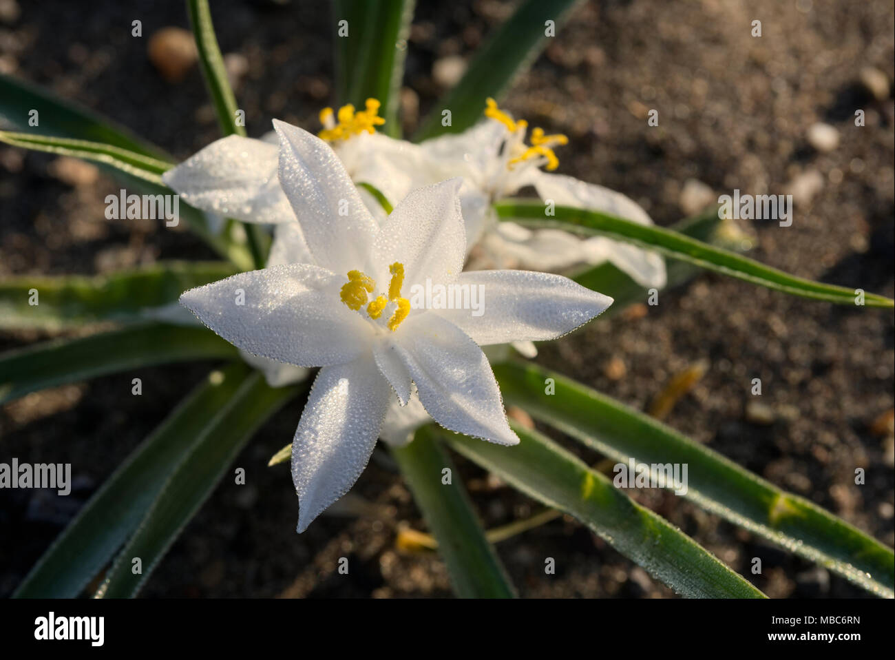 Botany liliaceae water lily hi-res stock photography and images - Alamy