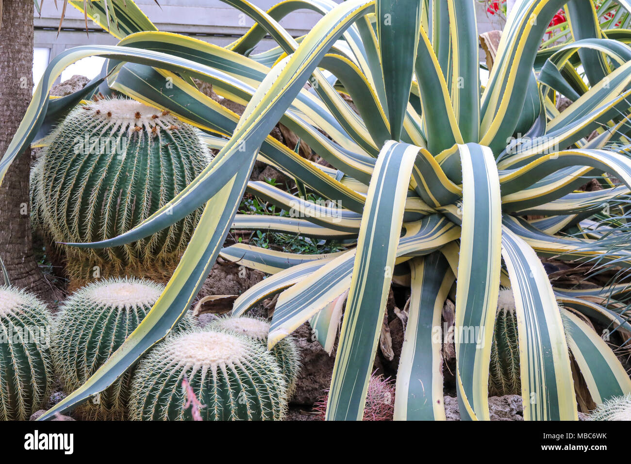 North american deserts hi-res stock photography and images - Alamy