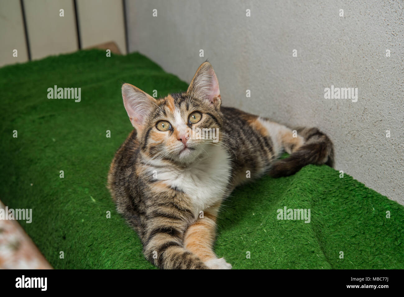 Sweet kitty hi-res stock photography and images - Alamy