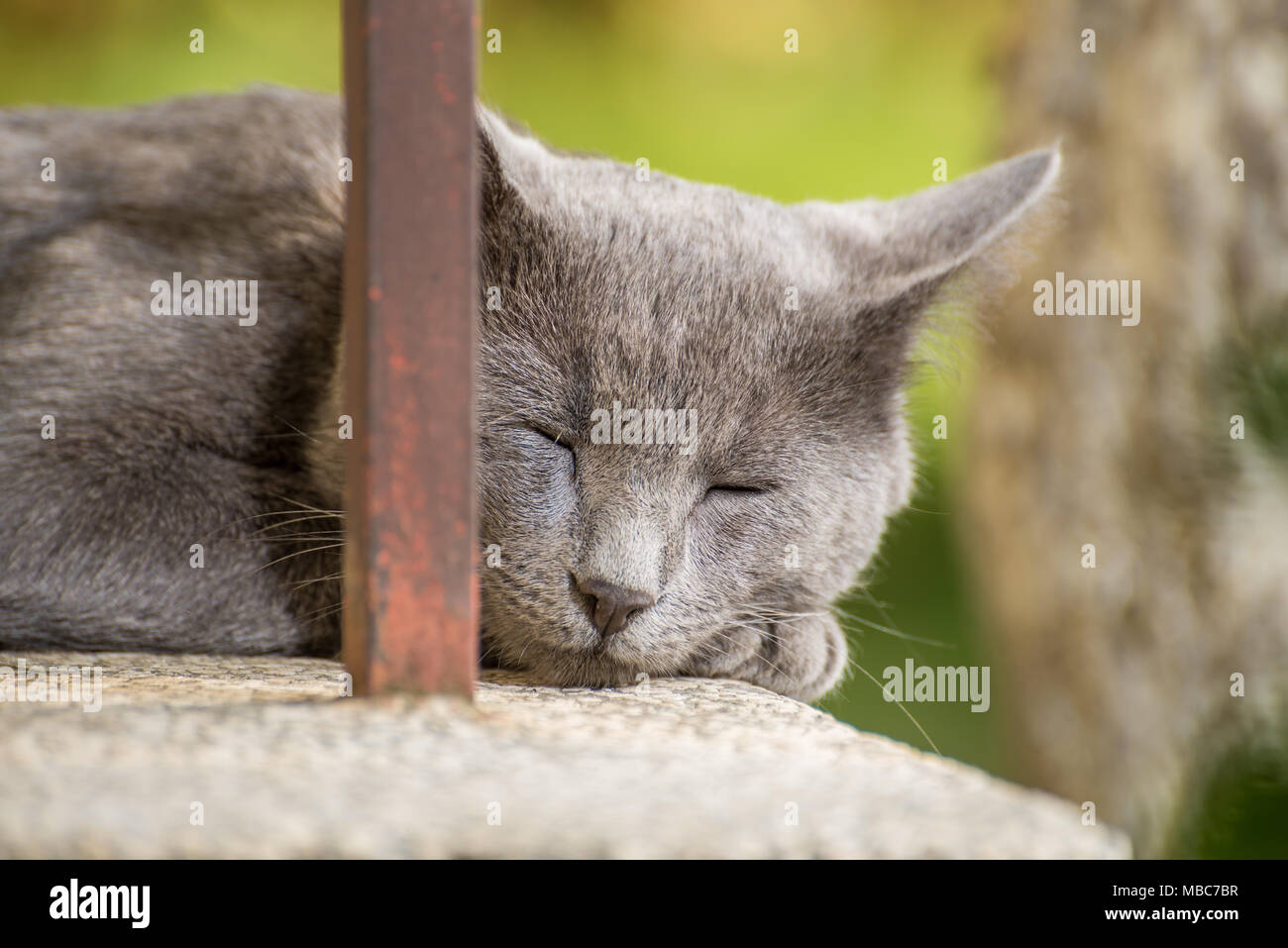 Sleeping cat family hi-res stock photography and images - Alamy