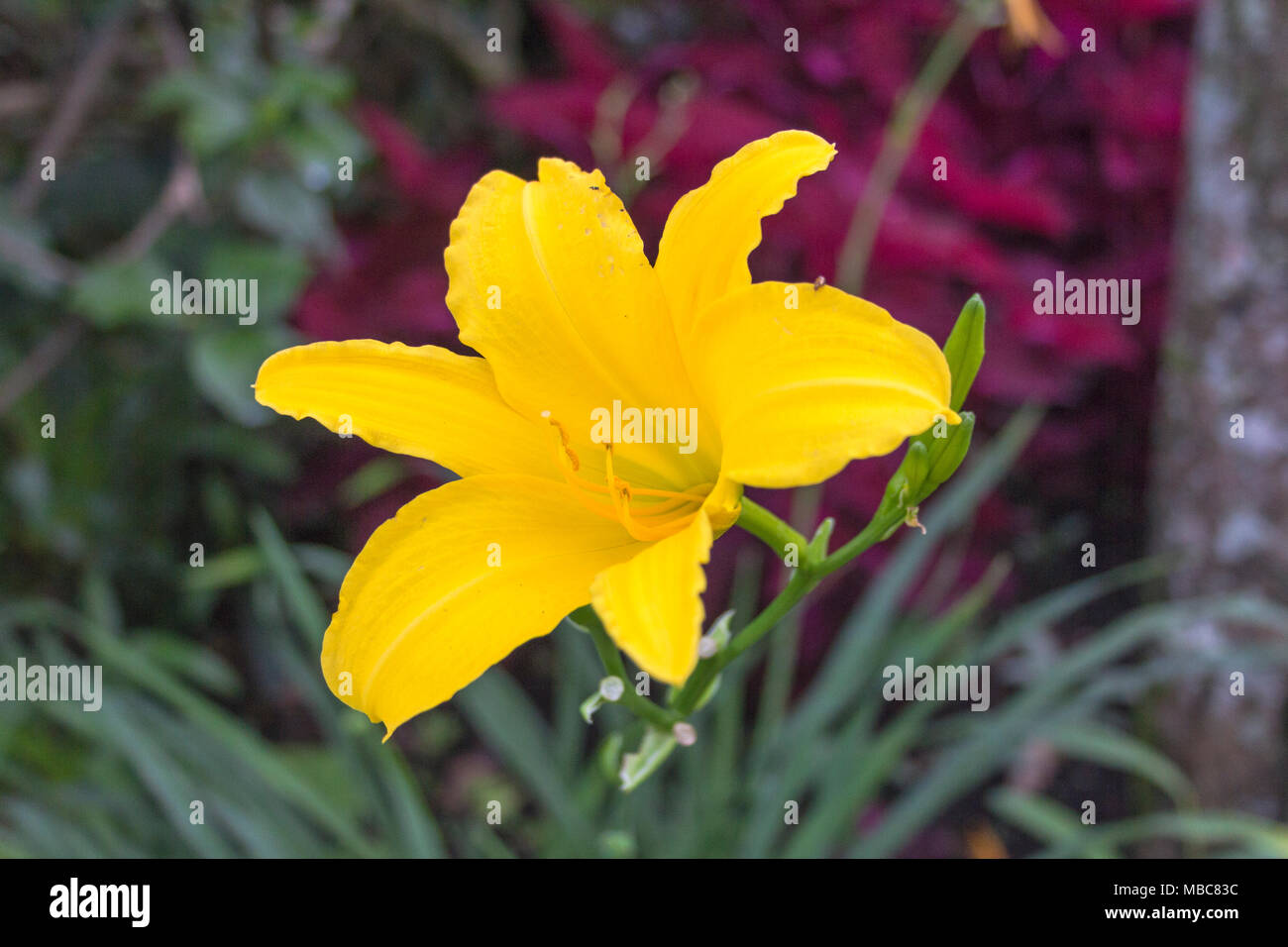 Colourful yellow lily - lilium - in Mi Jardin es su Jardin ornamental ...