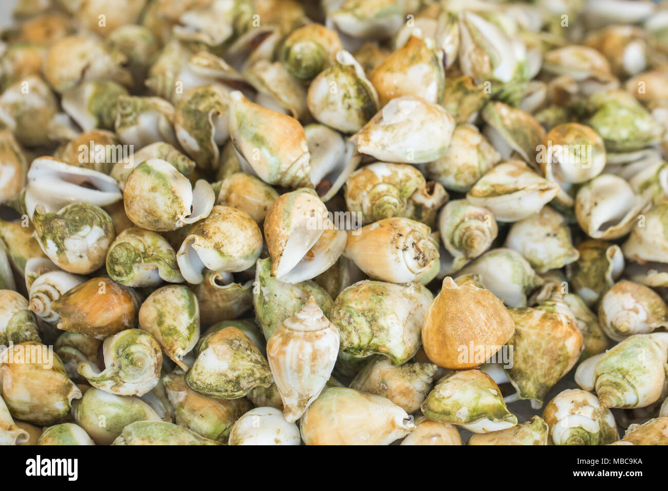 Dog Conch, Wing Shell or edible sea snail on seafood Stock Photo - Alamy
