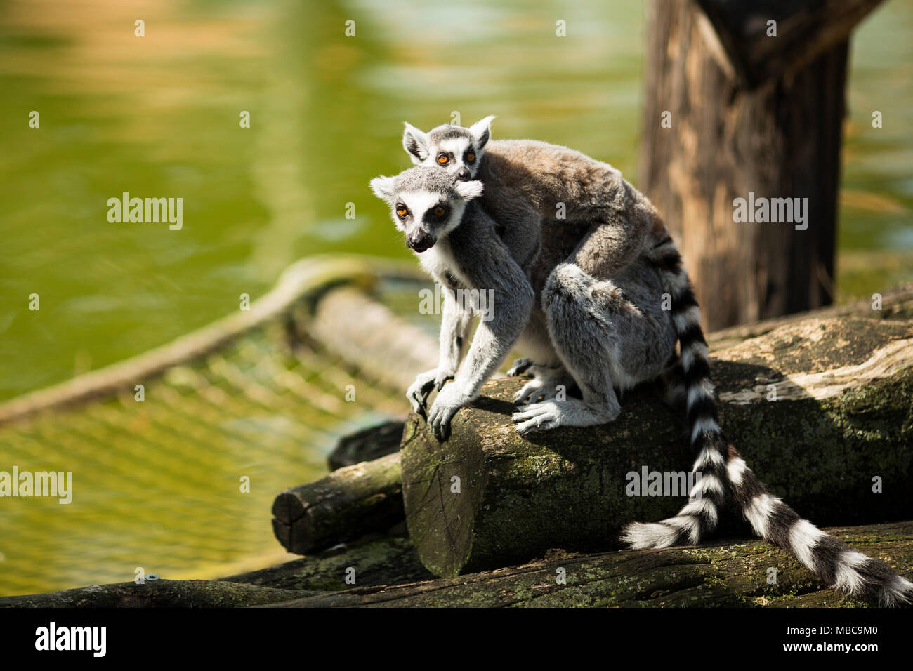 A ring-tailed lemur (Lemur catta) carries a juvenile lemur on its back ...