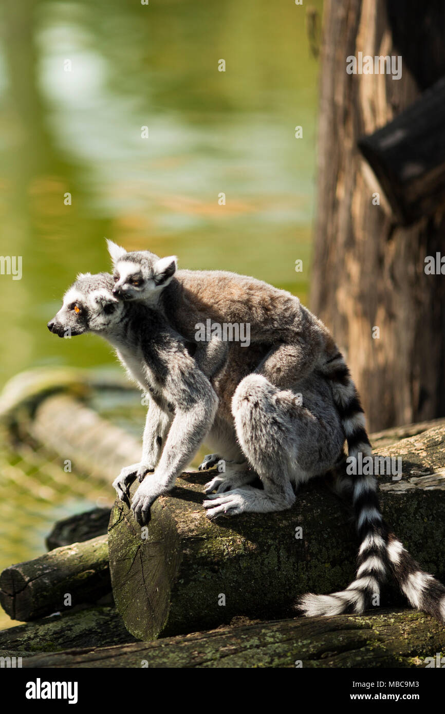 A ring-tailed lemur (Lemur catta) carries a juvenile lemur on its back ...