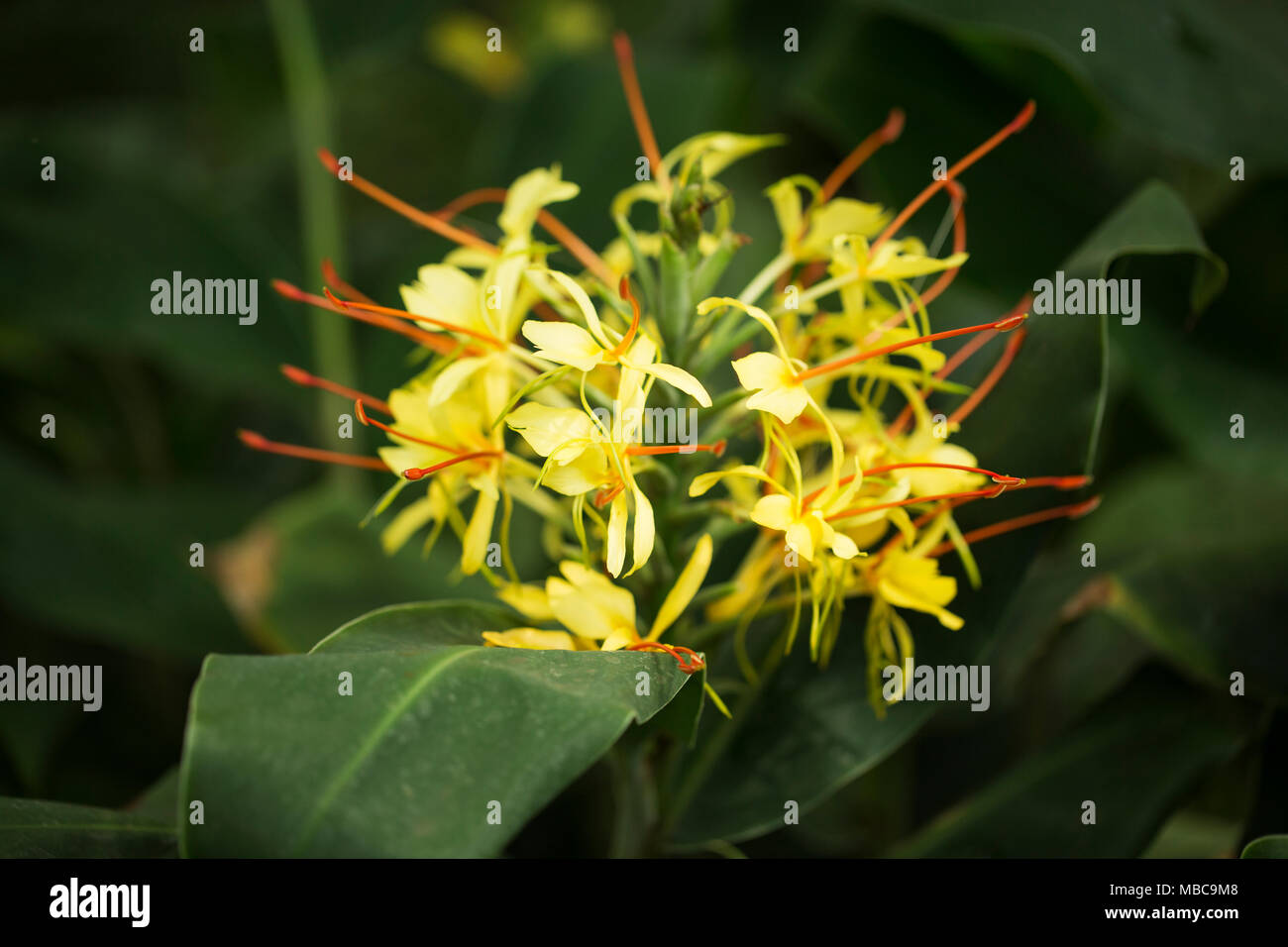 Kahila hi-res stock photography and images - Alamy