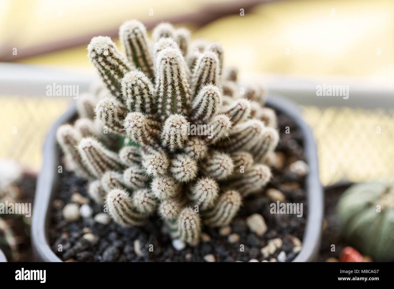 small decorative cactus in pot Stock Photo - Alamy