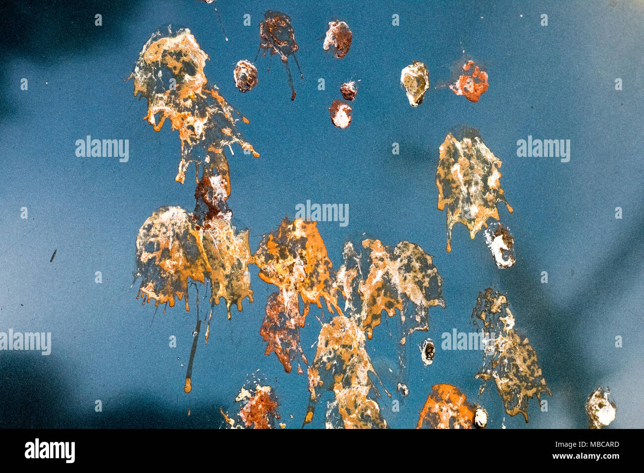 bird droppings texture and pattern for design and decoration isolate on ...