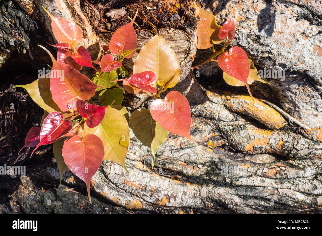 Young leaves of the beautiful and colorful Bodhi tree when exposed to ...