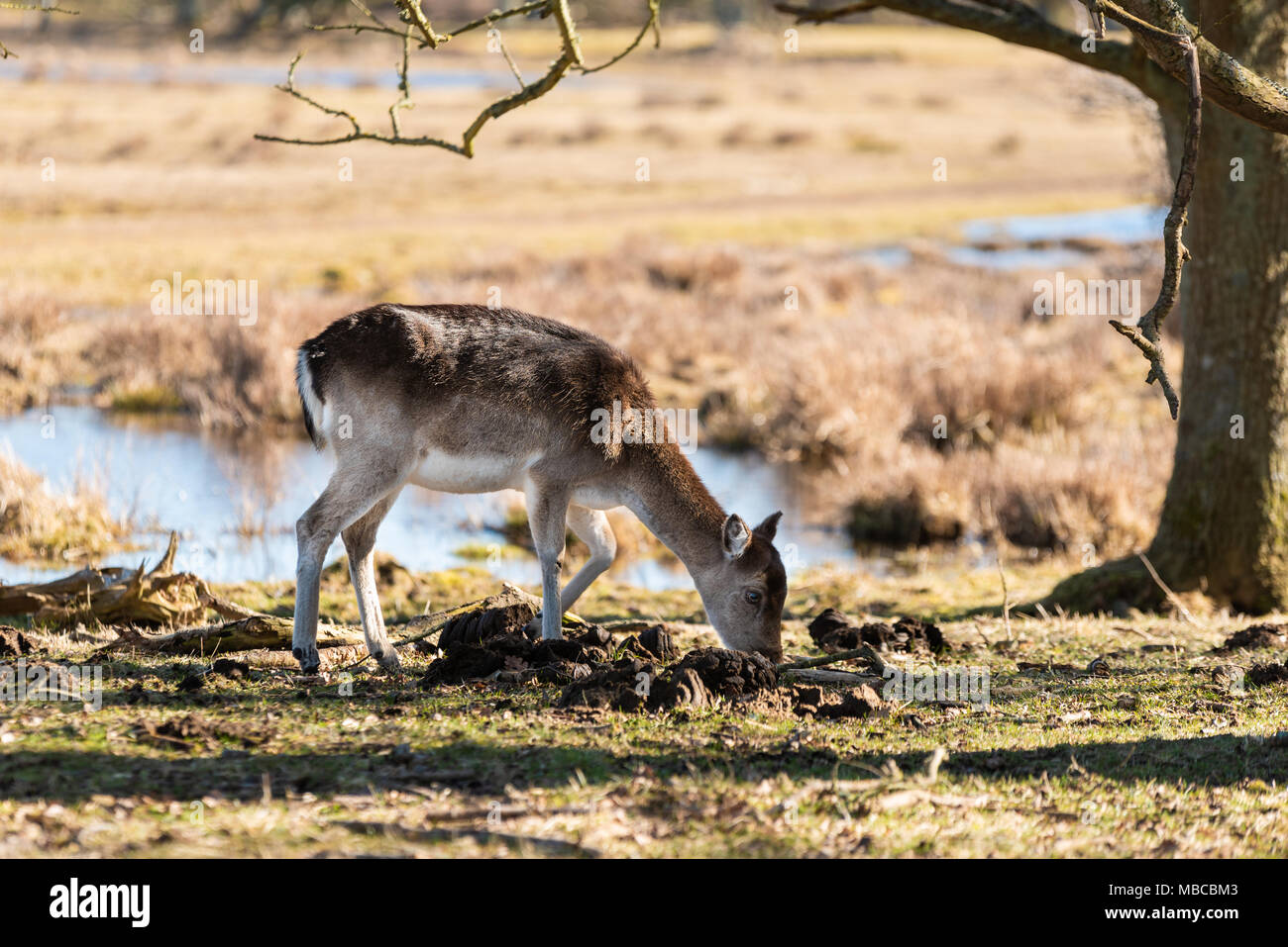 Female fallow doe hi-res stock photography and images - Alamy