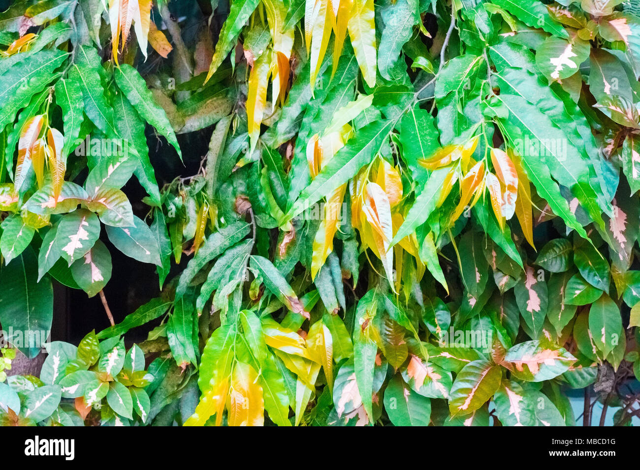 Creative green leaf pattern and texture design with background banner ...