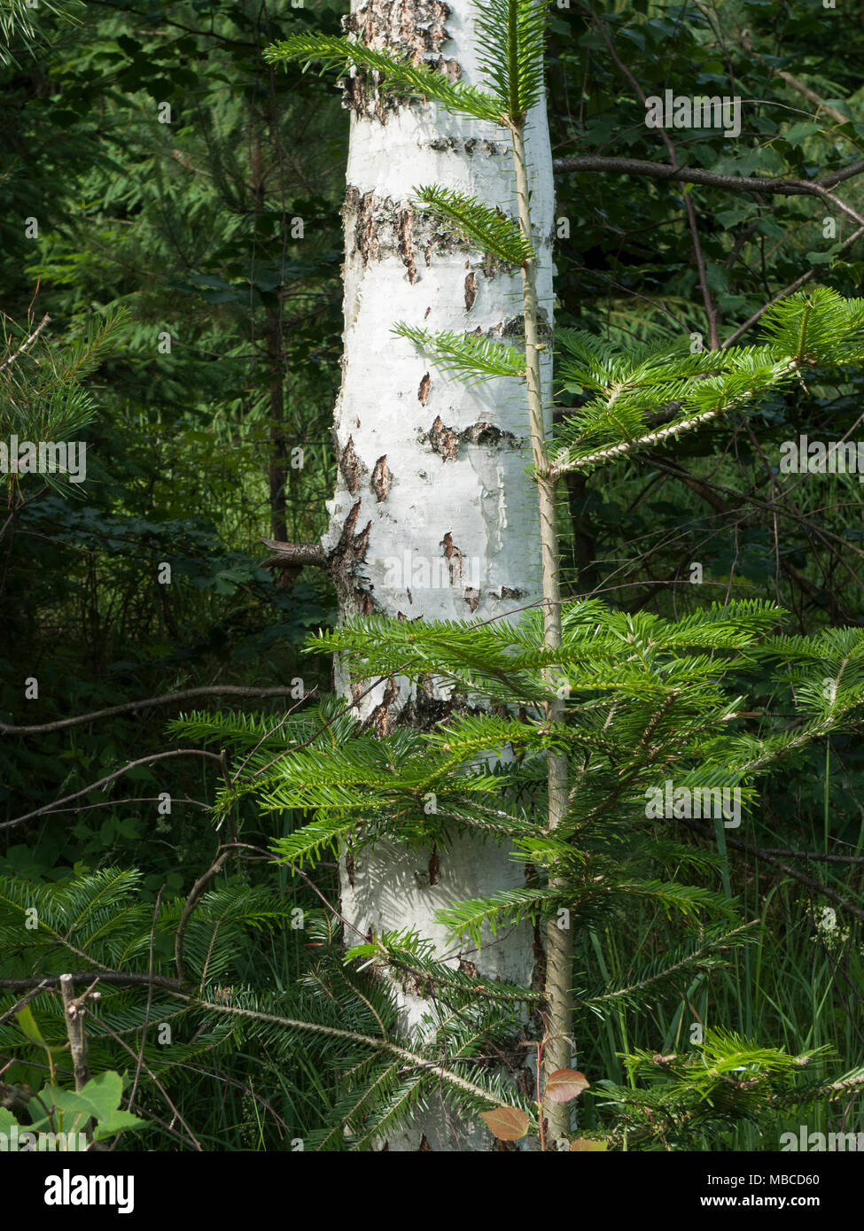 Slovakia forest hi-res stock photography and images - Alamy