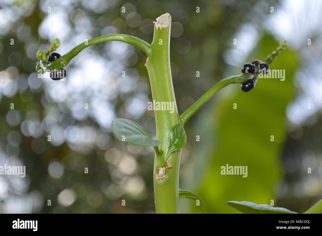 Spinach plant hi-res stock photography and images - Alamy