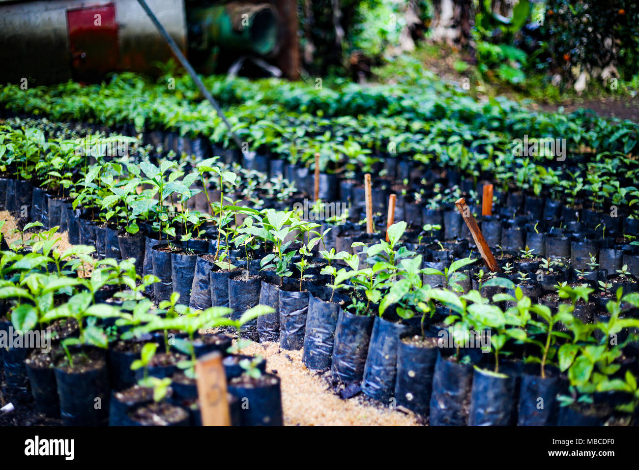 coffee tree seedlings ready for planting Stock Photo - Alamy