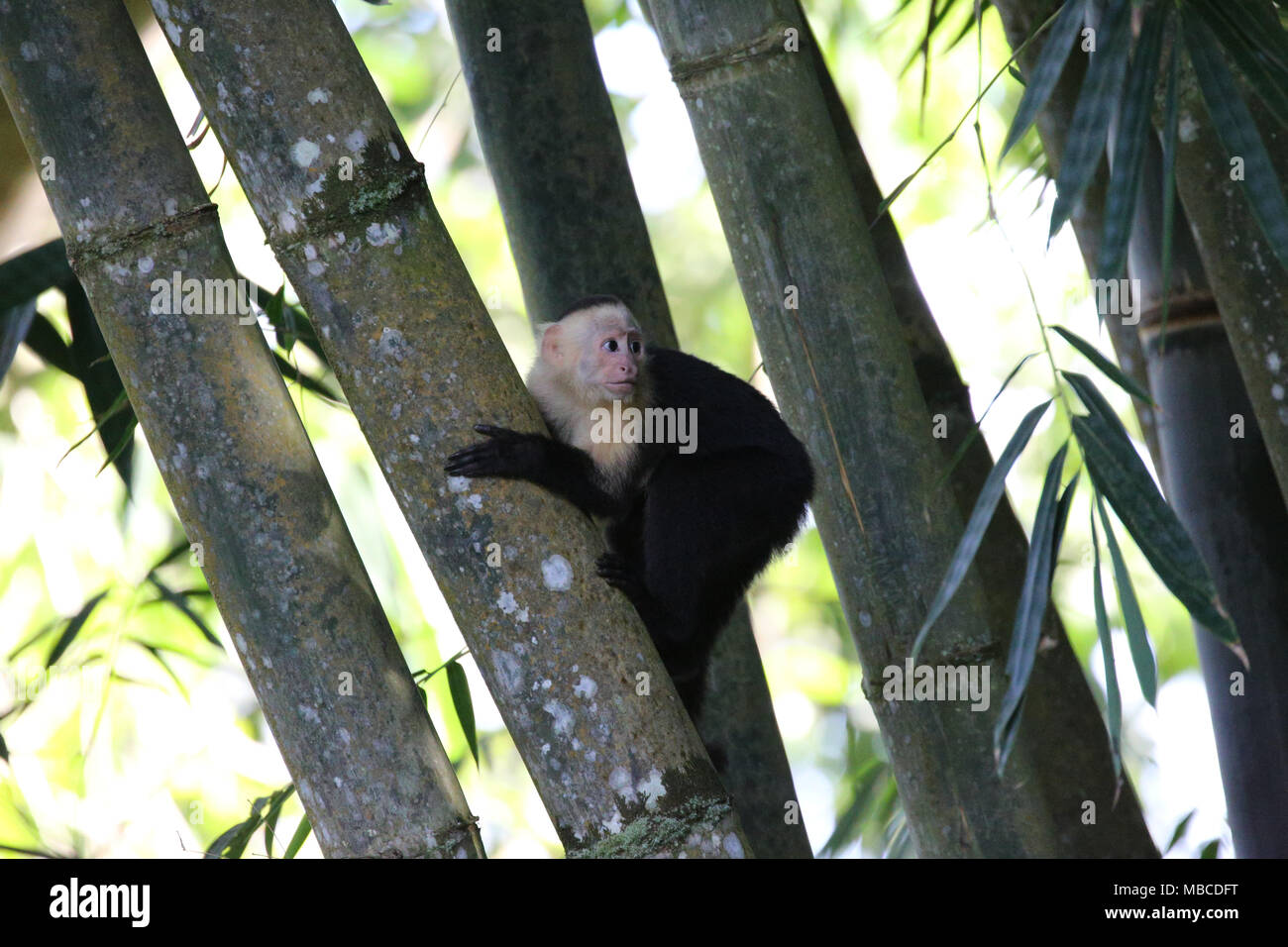 capuchin monkey in tree Stock Photo - Alamy
