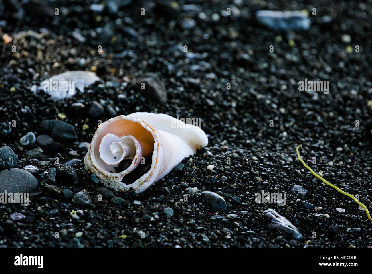 sea shell on black sand on beach Stock Photo - Alamy