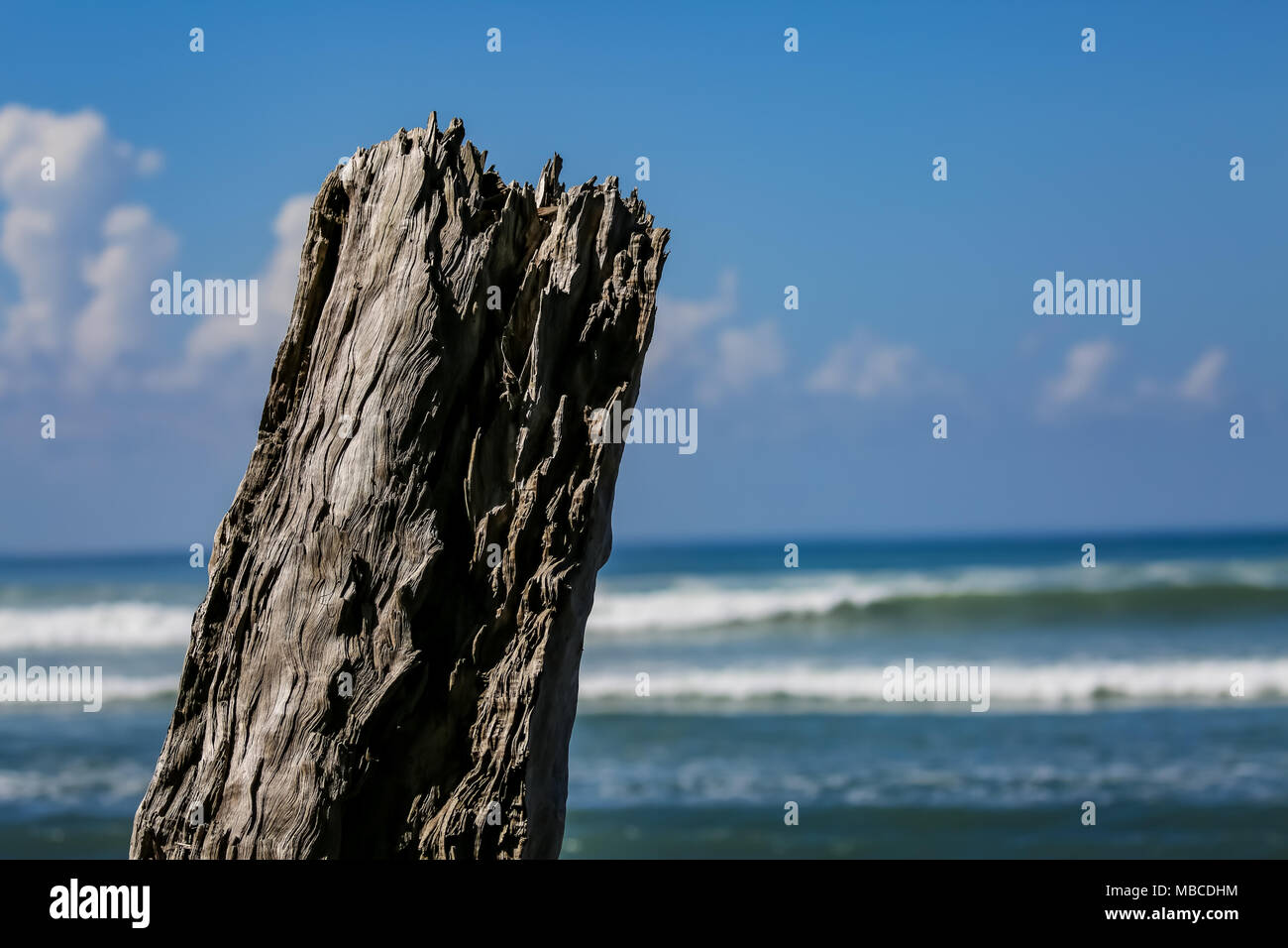 Gnarled tree stump hi-res stock photography and images - Alamy