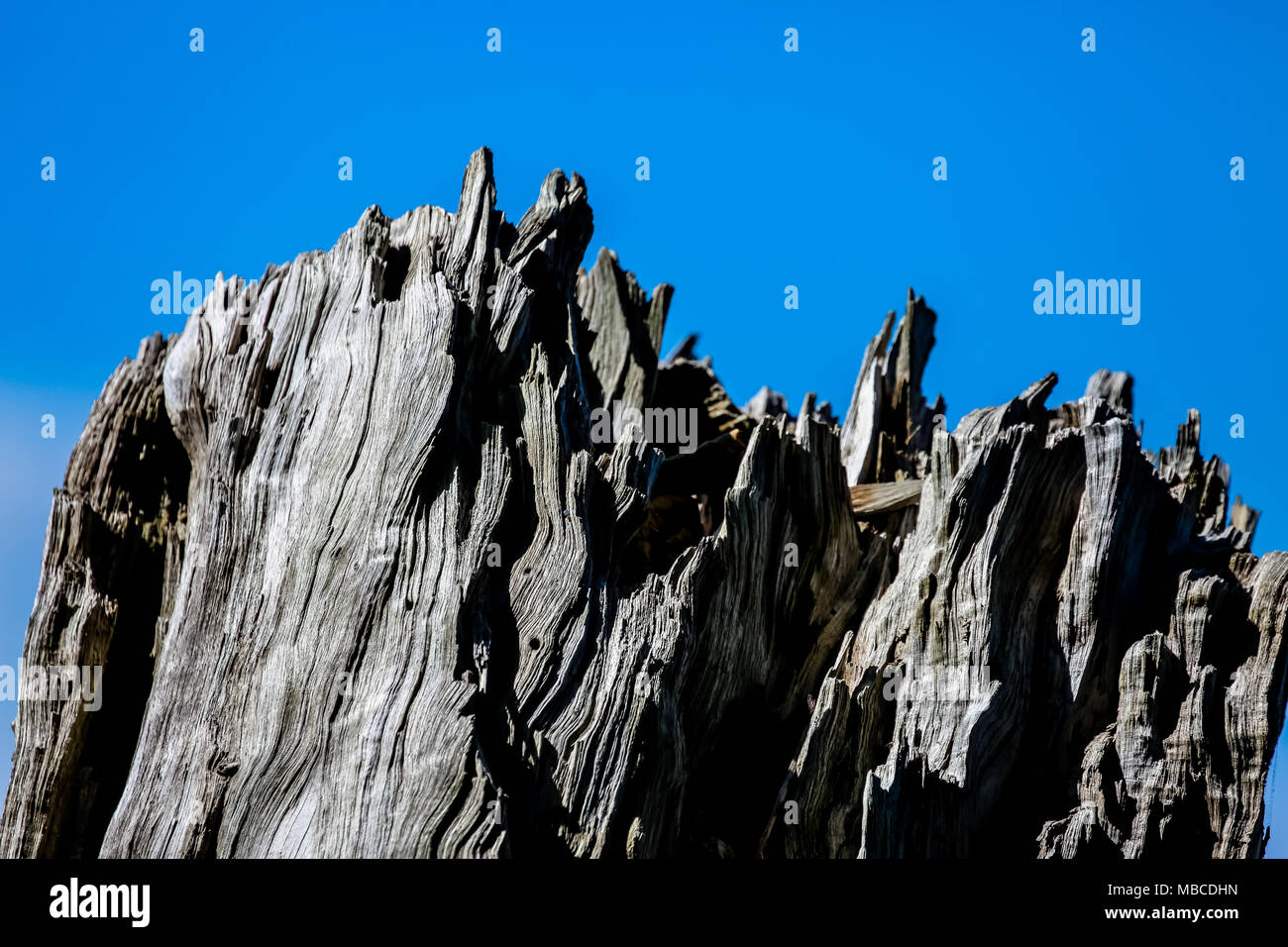 Gnarled tree stump hi-res stock photography and images - Alamy