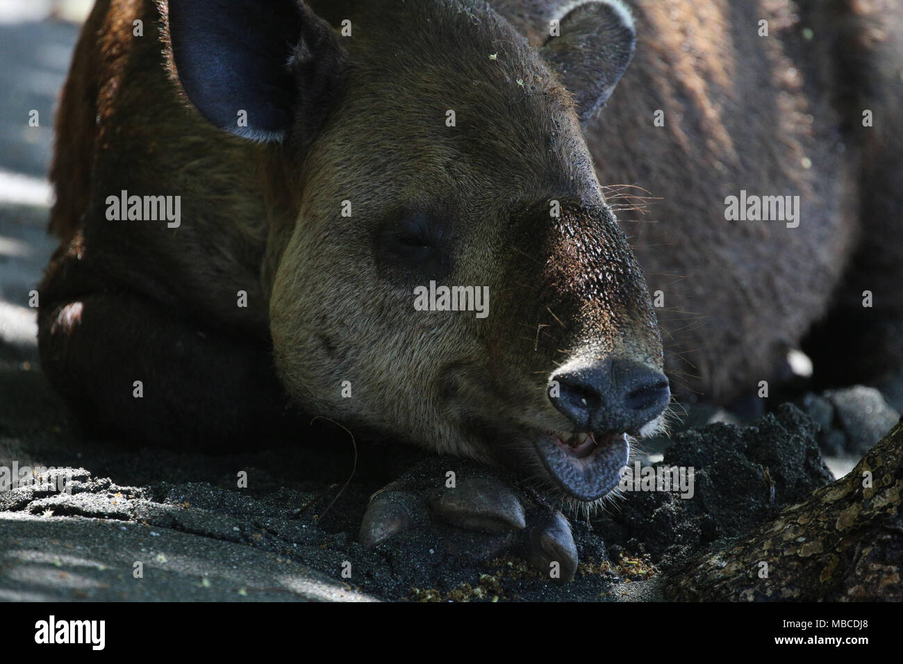 tapir sleeping on a beach Stock Photo - Alamy
