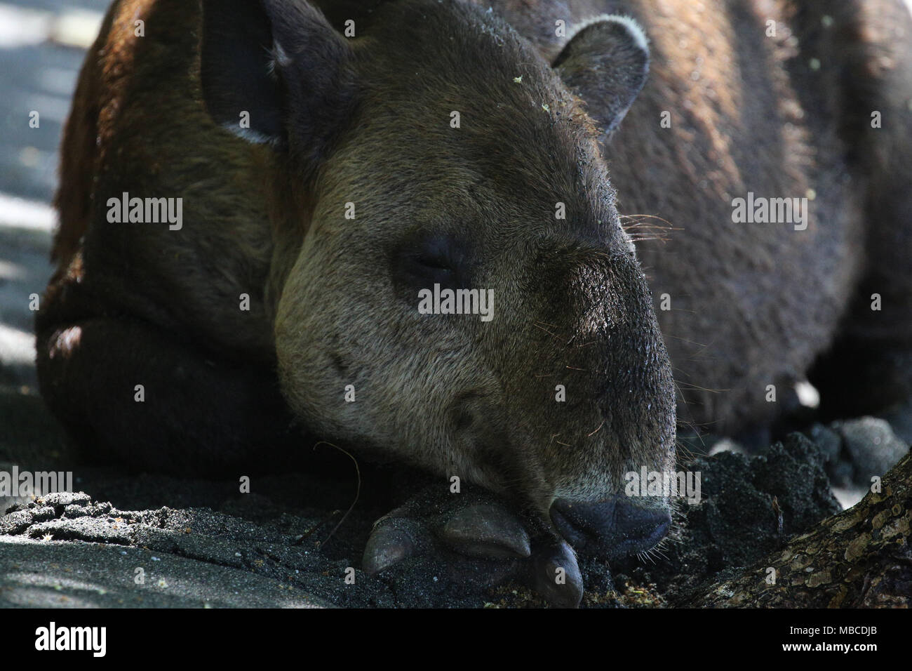 Tapir sleeping hi-res stock photography and images - Alamy