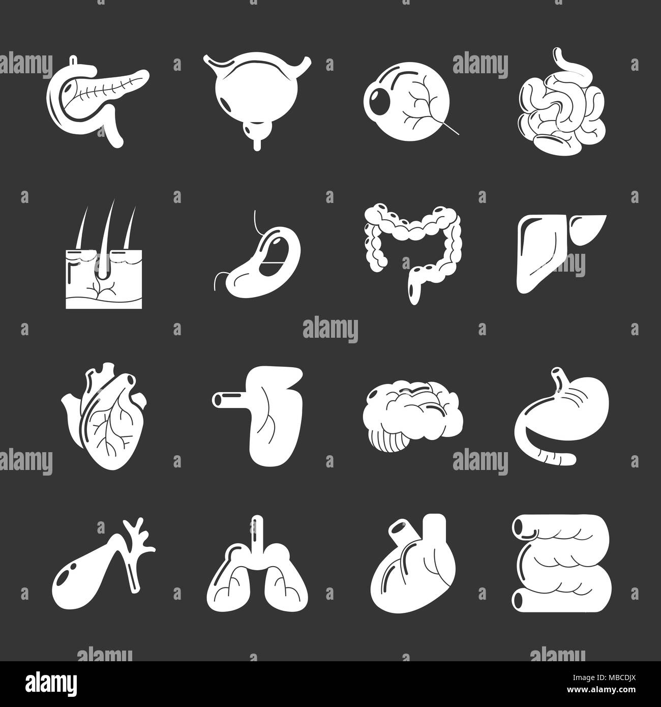 Human kidneys internal organ Black and White Stock Photos & Images - Alamy