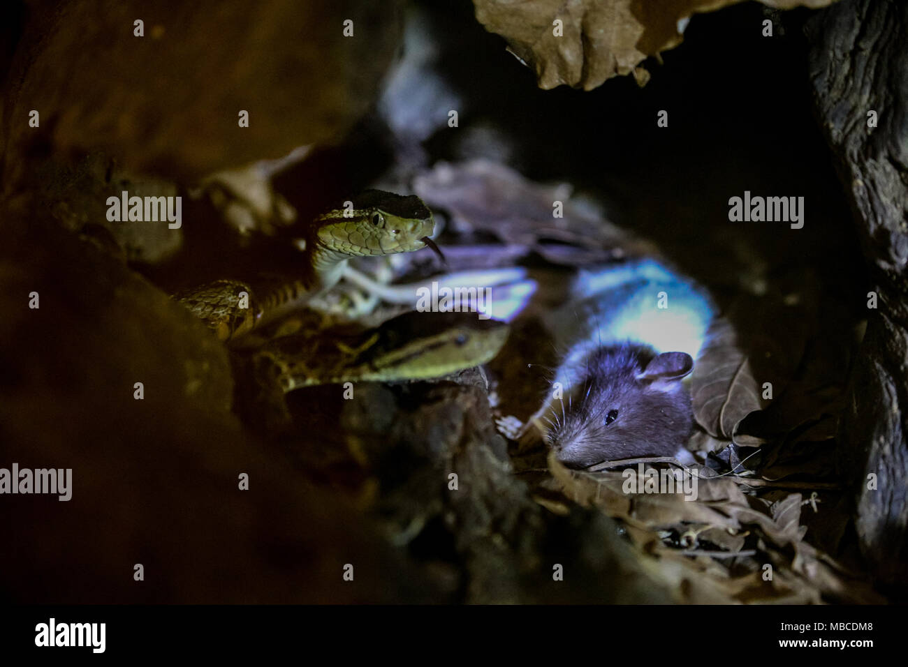 Dead snakes hi-res stock photography and images - Alamy