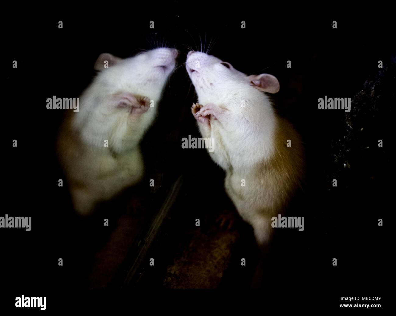 a dying 'praying' rat after being bitten by a venomous snake Stock ...