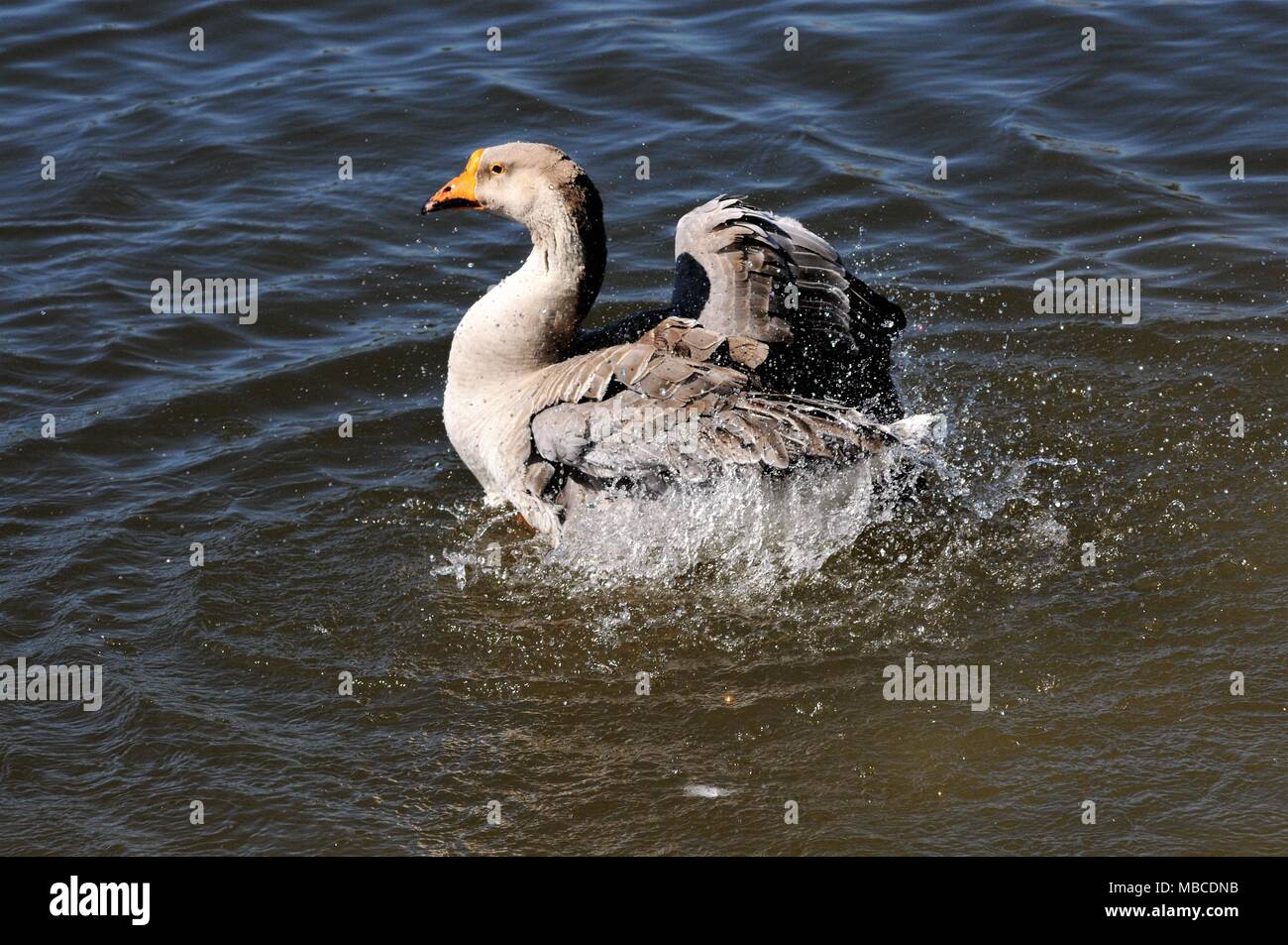 Chinese goose swimming Stock Photo - Alamy