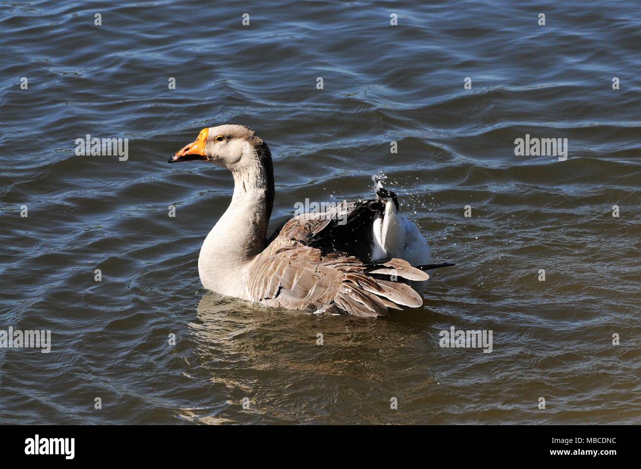 Chinese goose swimming Stock Photo - Alamy