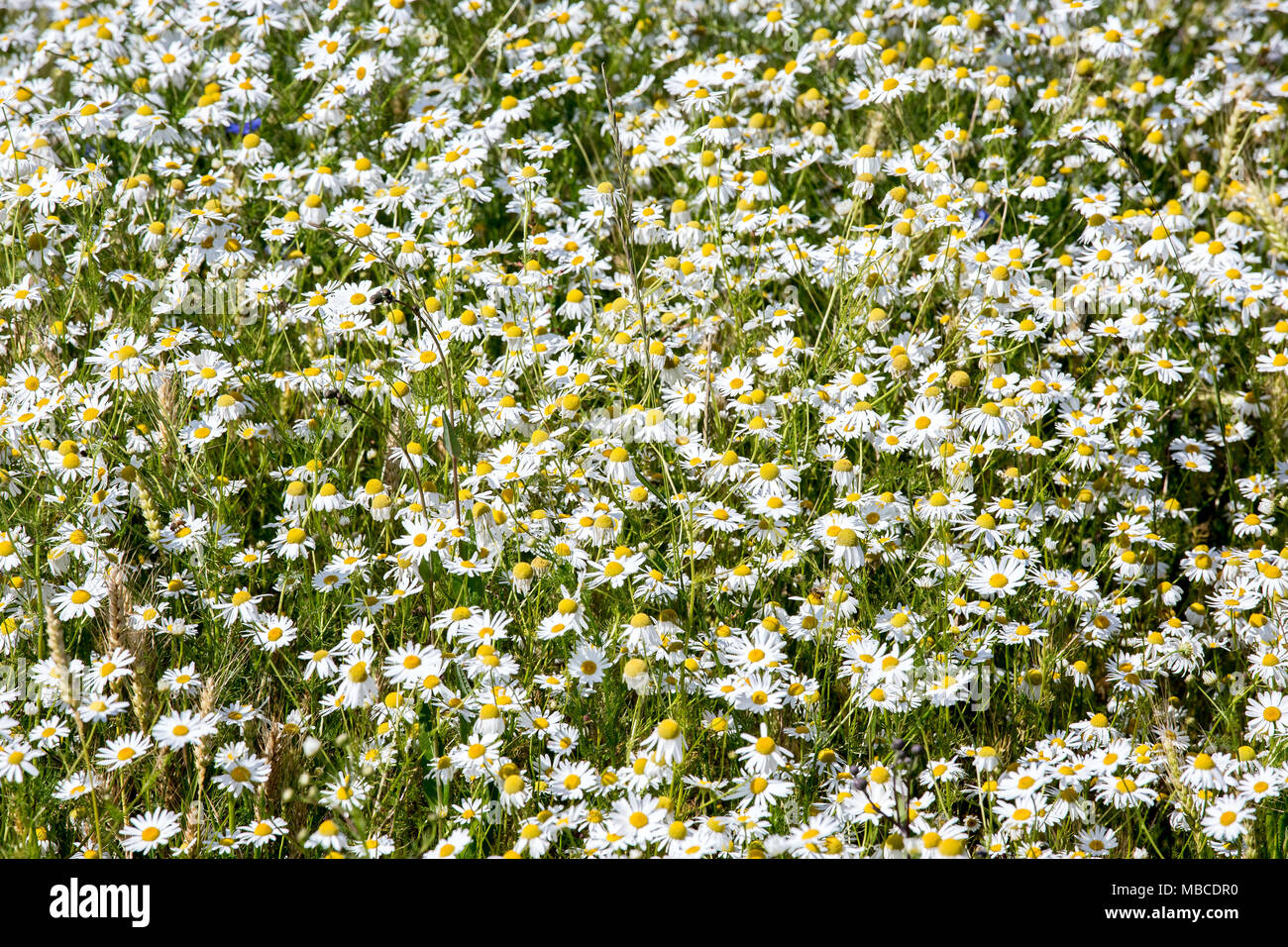 Field of daisy Stock Photo - Alamy