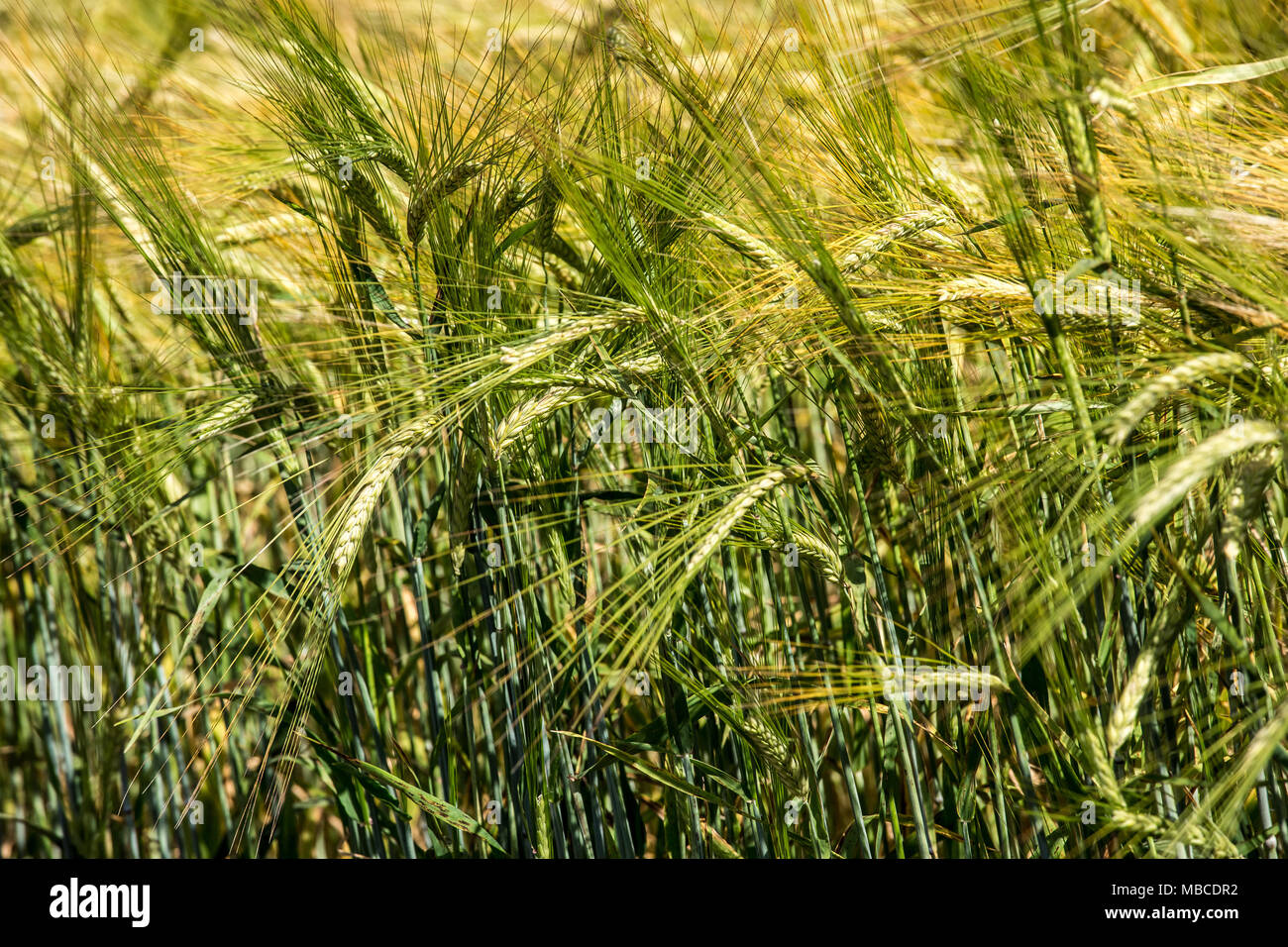 Rye corn hi-res stock photography and images - Alamy