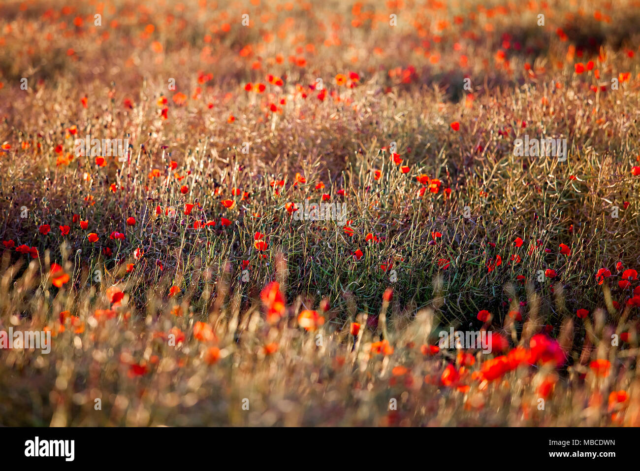 Red poppy field hi-res stock photography and images - Alamy