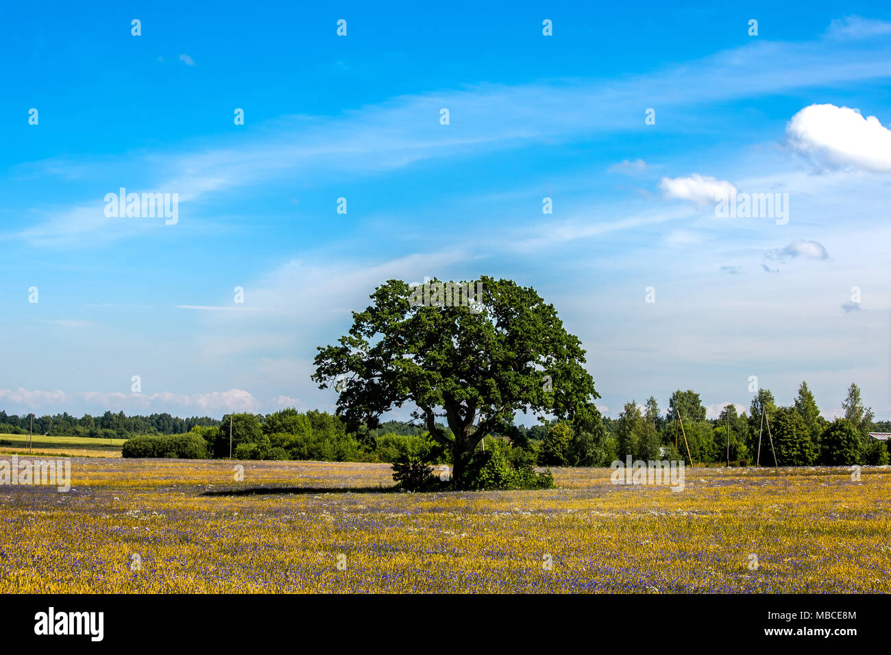 Green oak tree in the field Stock Photo - Alamy