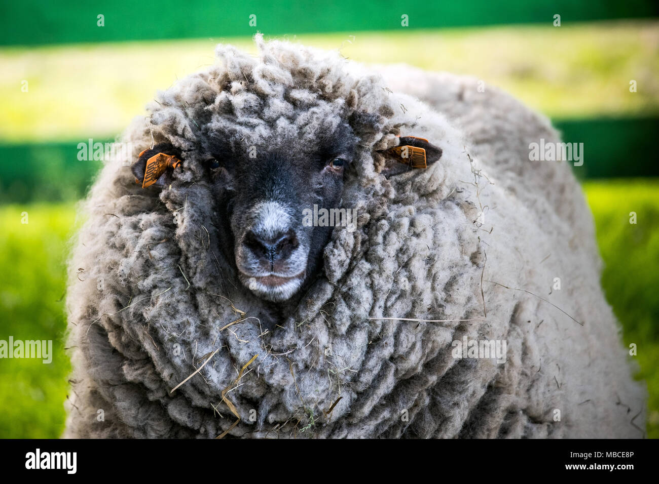 Woolly sheep face hi-res stock photography and images - Alamy