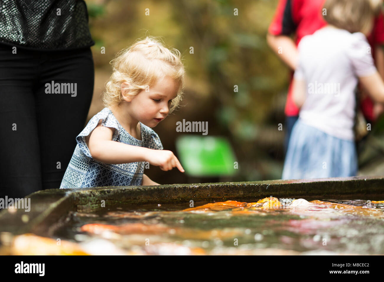 Child at fish pond hi-res stock photography and images - Alamy