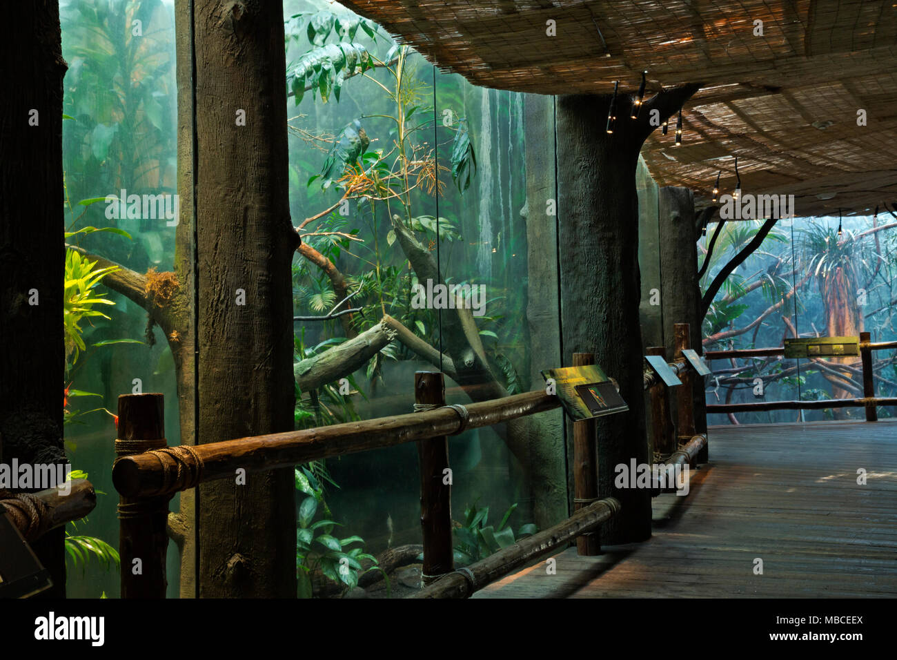 Tropical Rainforest Birds Stock Photos & Tropical Rainforest Birds ...