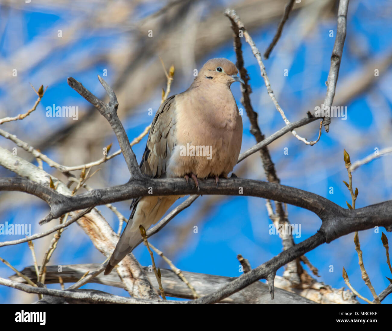 Mourning Dove in Plains Cottonwood Tree Colorado. To be accurate, this ...