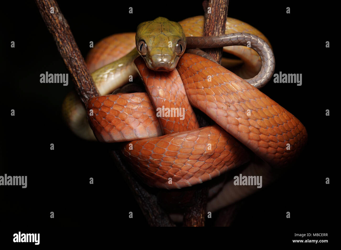 Black headed cat snake Boiga nigriceps Stock Photo - Alamy
