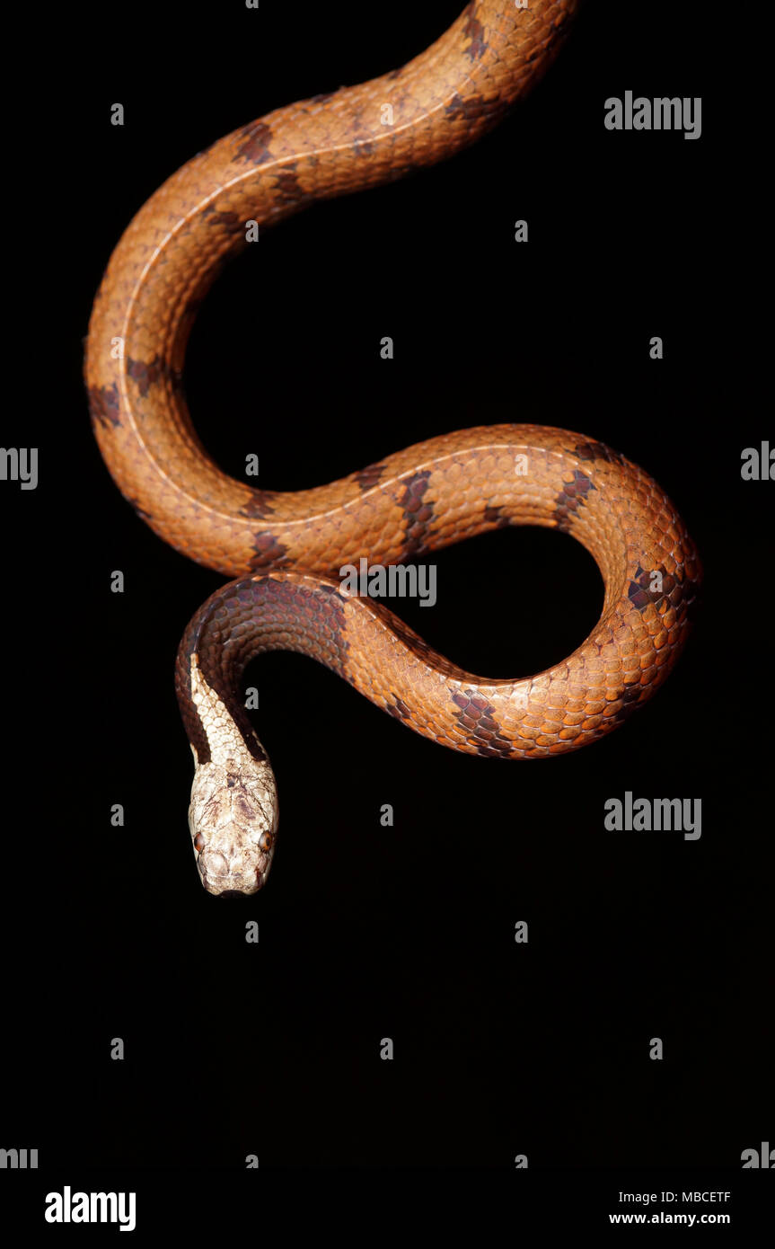 Malayan slug snake Asthenodipsas malaccanus Pareas Stock Photo - Alamy