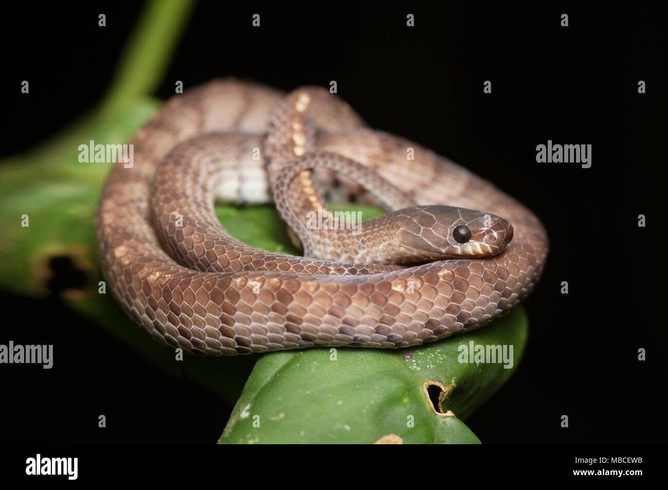 Smooth slug snake Pareas laevis Stock Photo - Alamy
