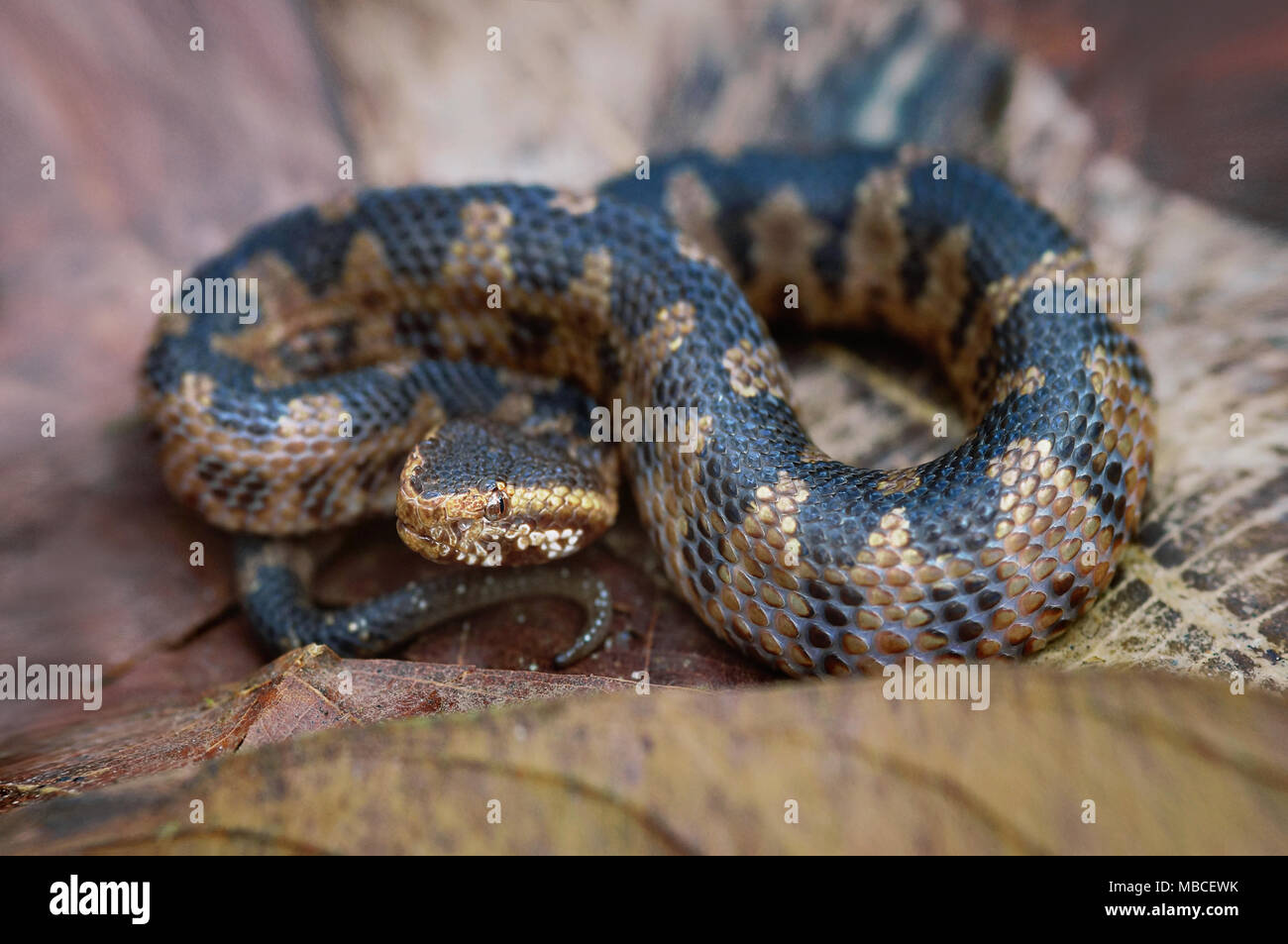 Mountain pit viper Ovophis monticola Stock Photo - Alamy