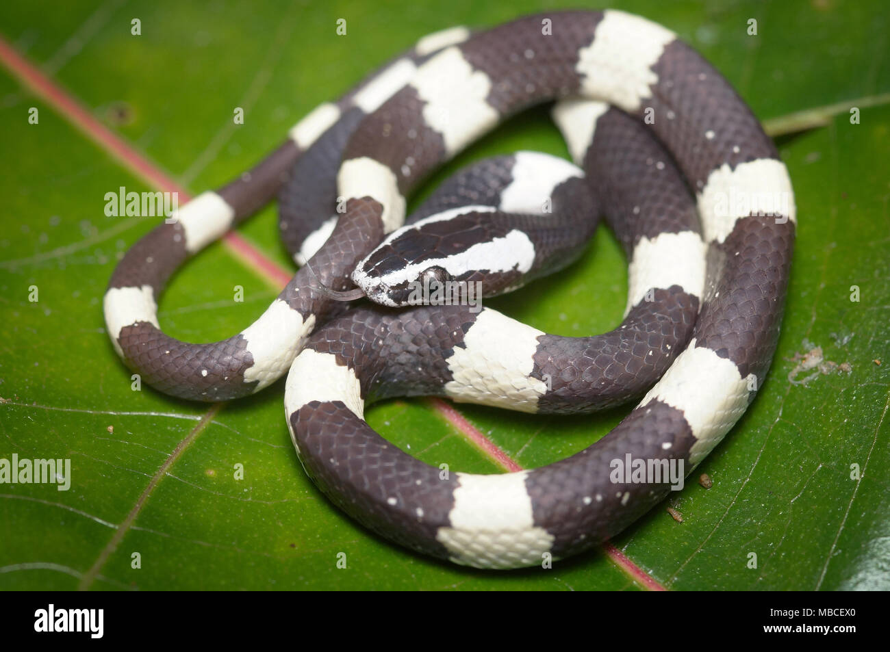 Brown wolf snake Lycodon effraenis Stock Photo - Alamy
