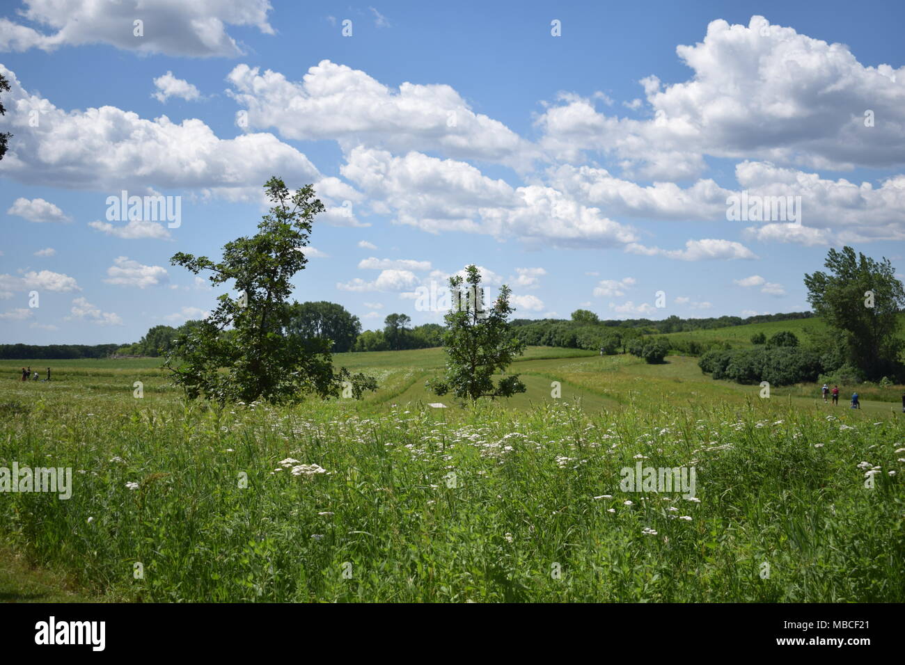 Prairie weed hi-res stock photography and images - Alamy