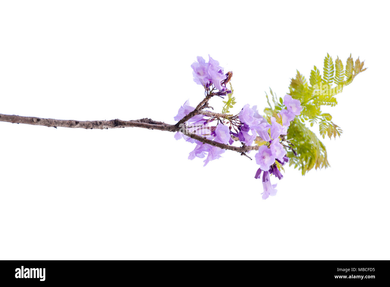 Close up of beautiful purple jacaranda trees, isolated on white ...