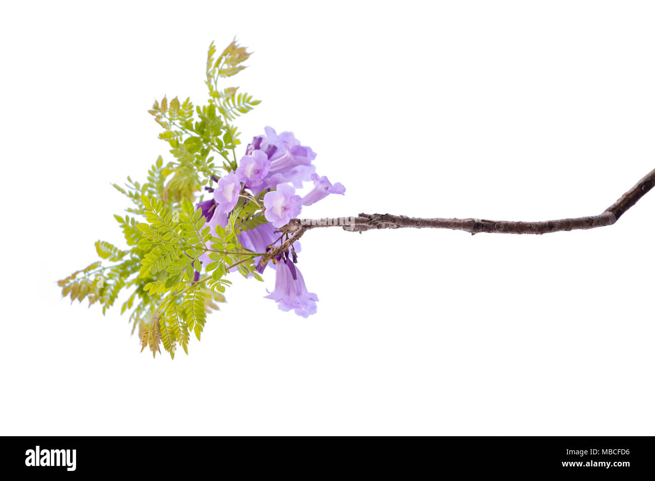 Close up of beautiful purple jacaranda trees, isolated on white ...