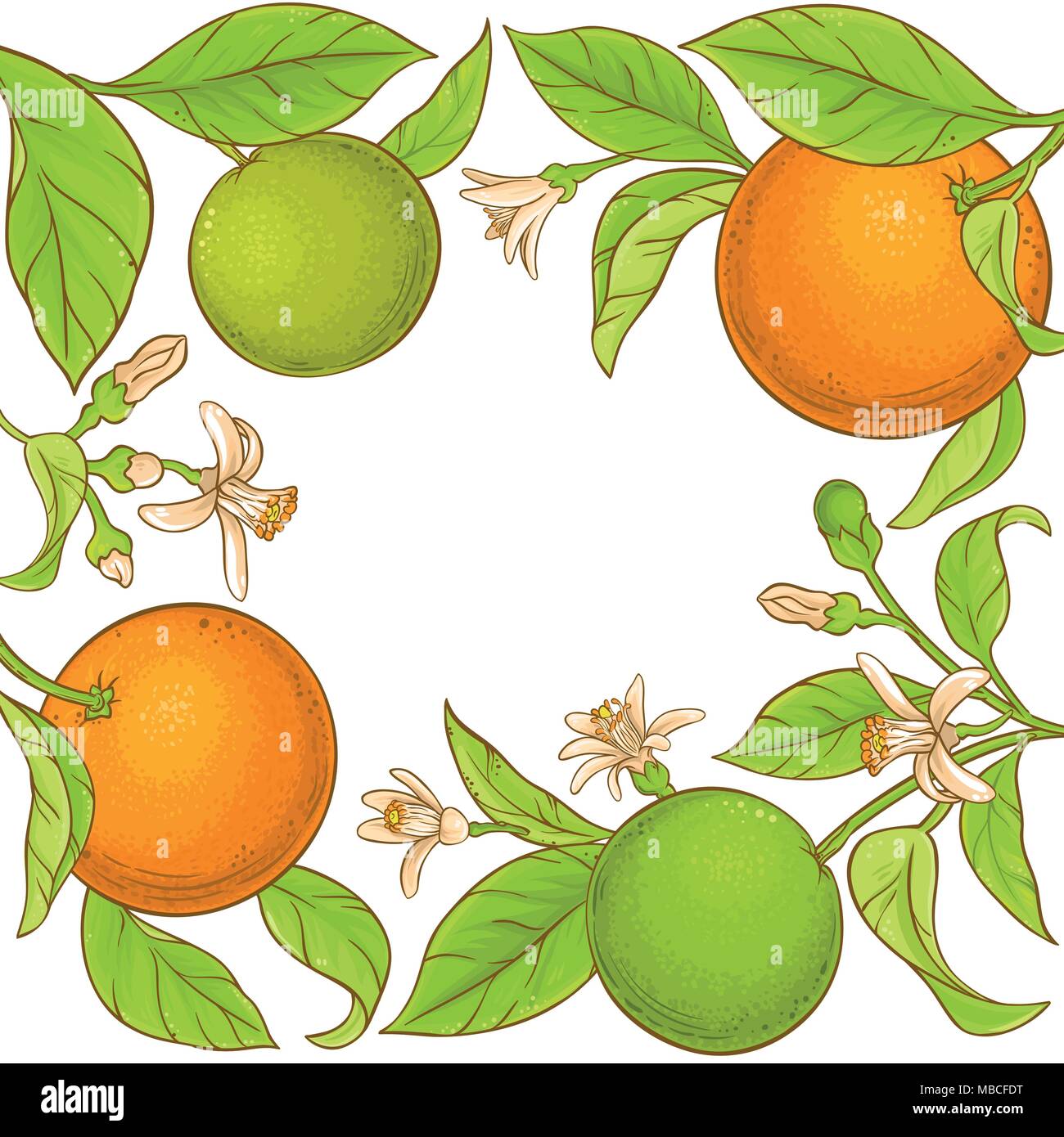 orange branch vector frame on white background Stock Vector Image & Art ...