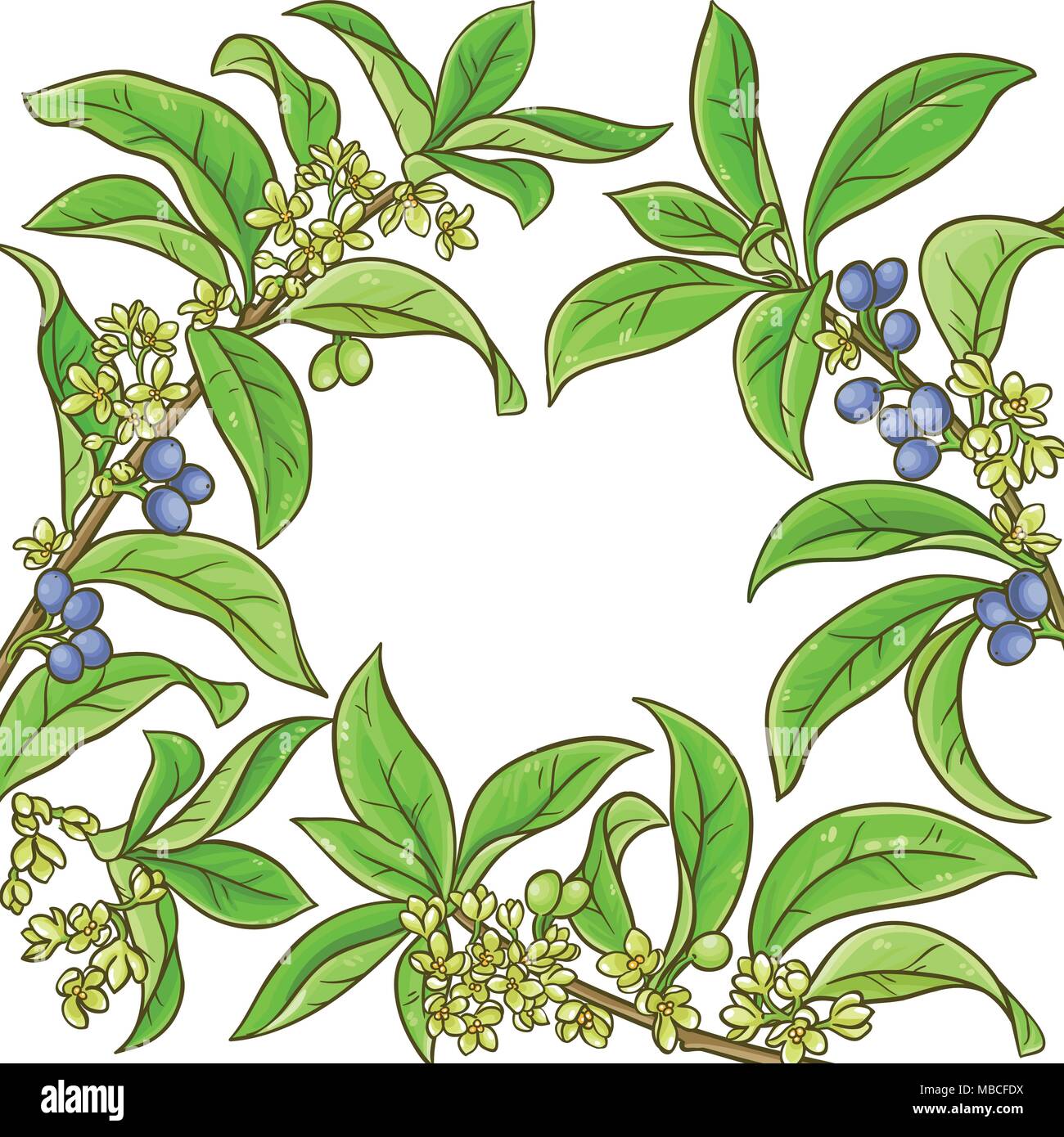 Osmanthus tree Stock Vector Images - Alamy