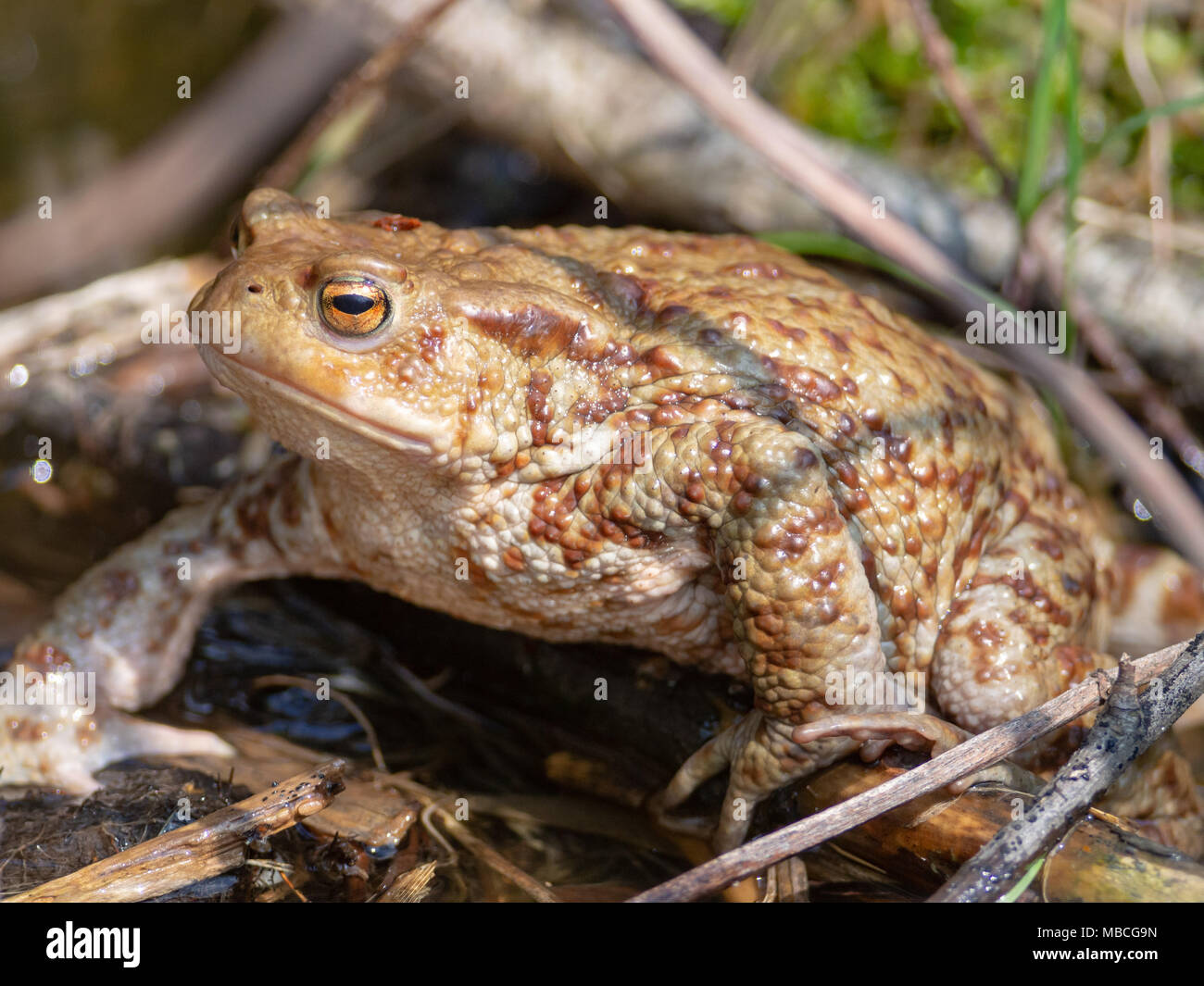 Toad in nature hi-res stock photography and images - Alamy