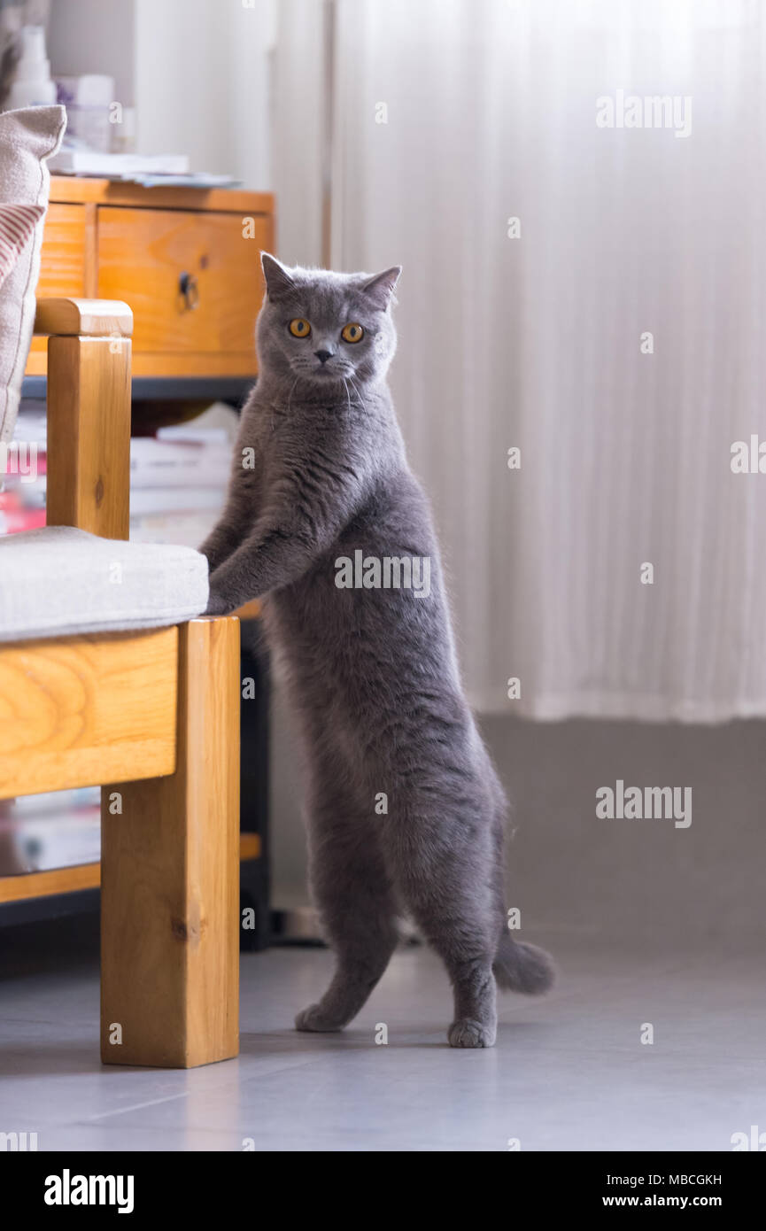 Cute British short hair cat, shot indoors Stock Photo - Alamy