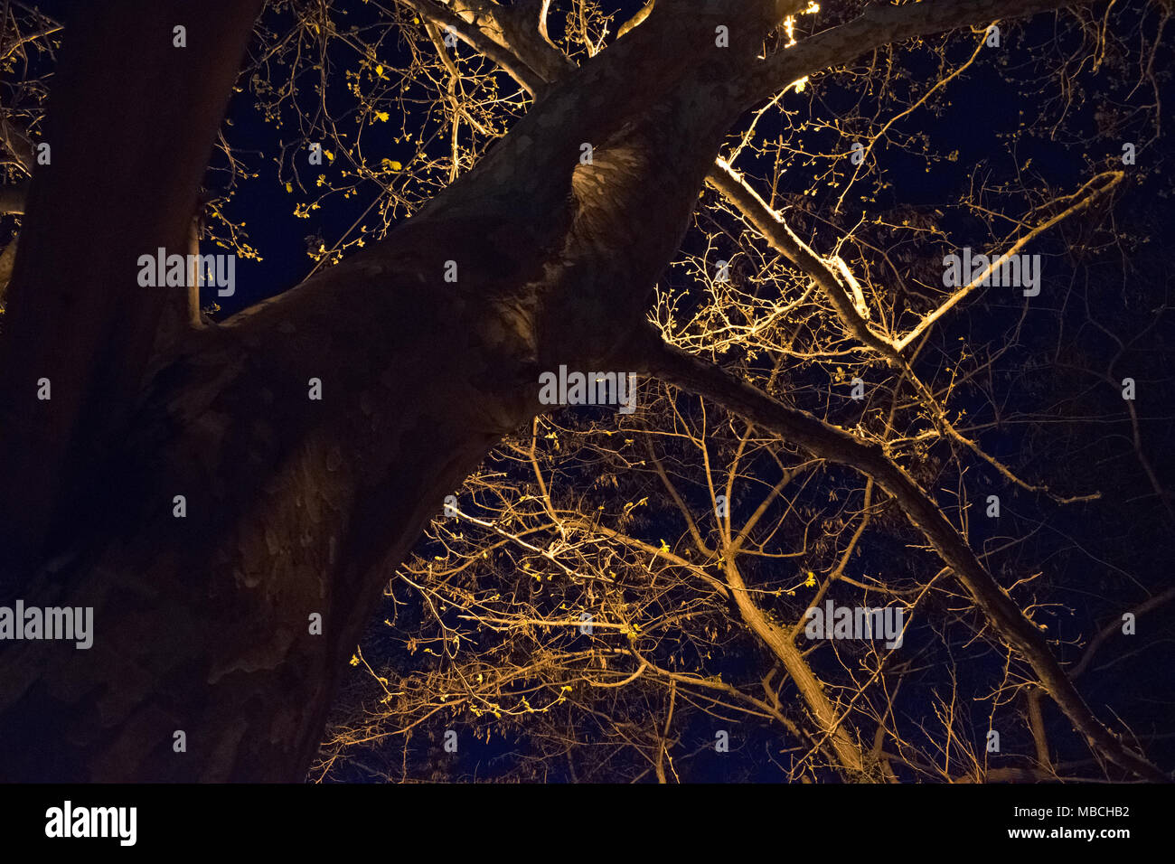 Darktree hi-res stock photography and images - Alamy