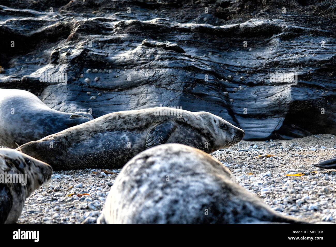 Atlantic seals hi-res stock photography and images - Alamy